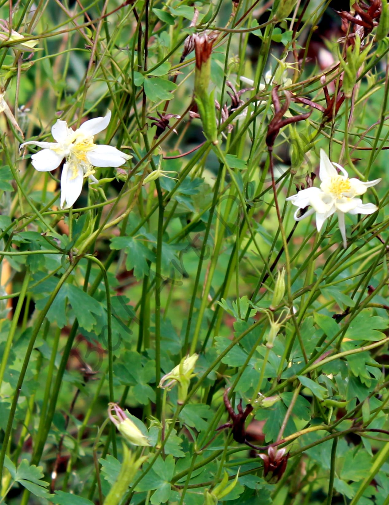 How to Grow and Care for Columbine Flowers - Dengarden