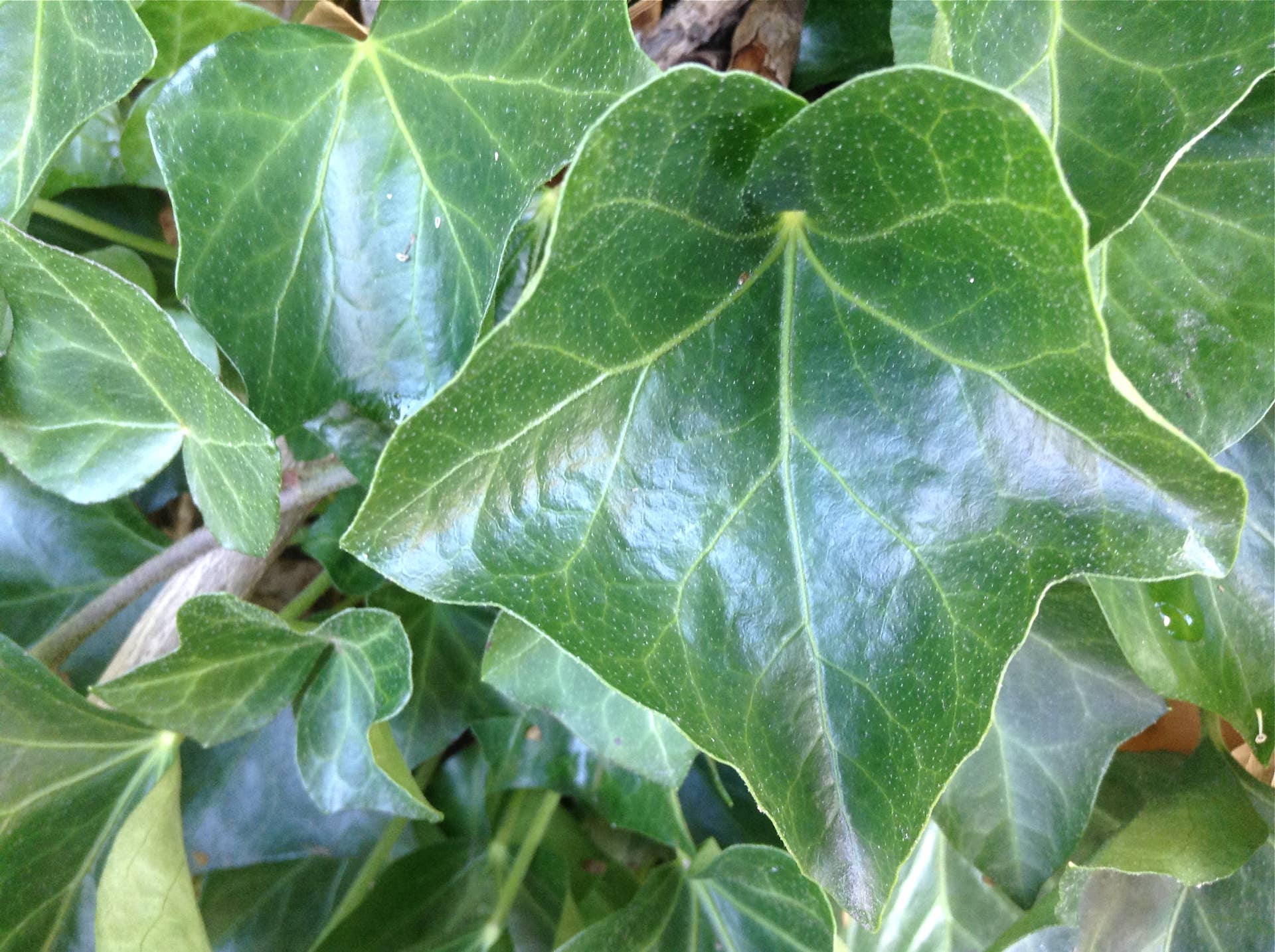 12 Popular Christmas or Holiday Plants: Poisonous or Safe? - Dengarden