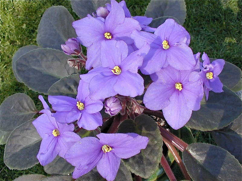 12 Popular Christmas or Holiday Plants: Poisonous or Safe? - Dengarden