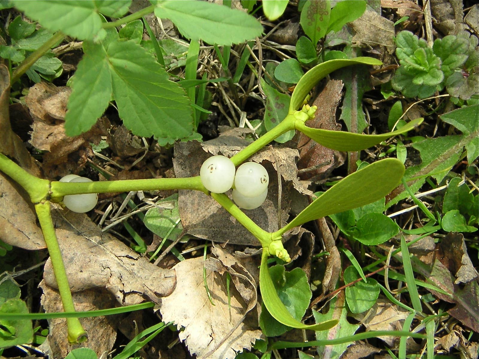 12 Popular Christmas or Holiday Plants: Poisonous or Safe? - Dengarden