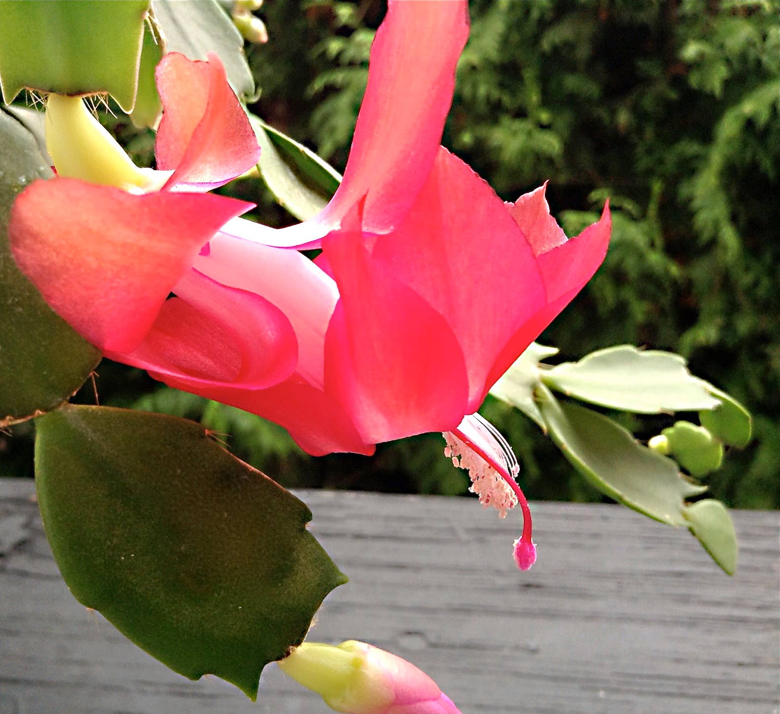12 Popular Christmas or Holiday Plants: Poisonous or Safe? - Dengarden