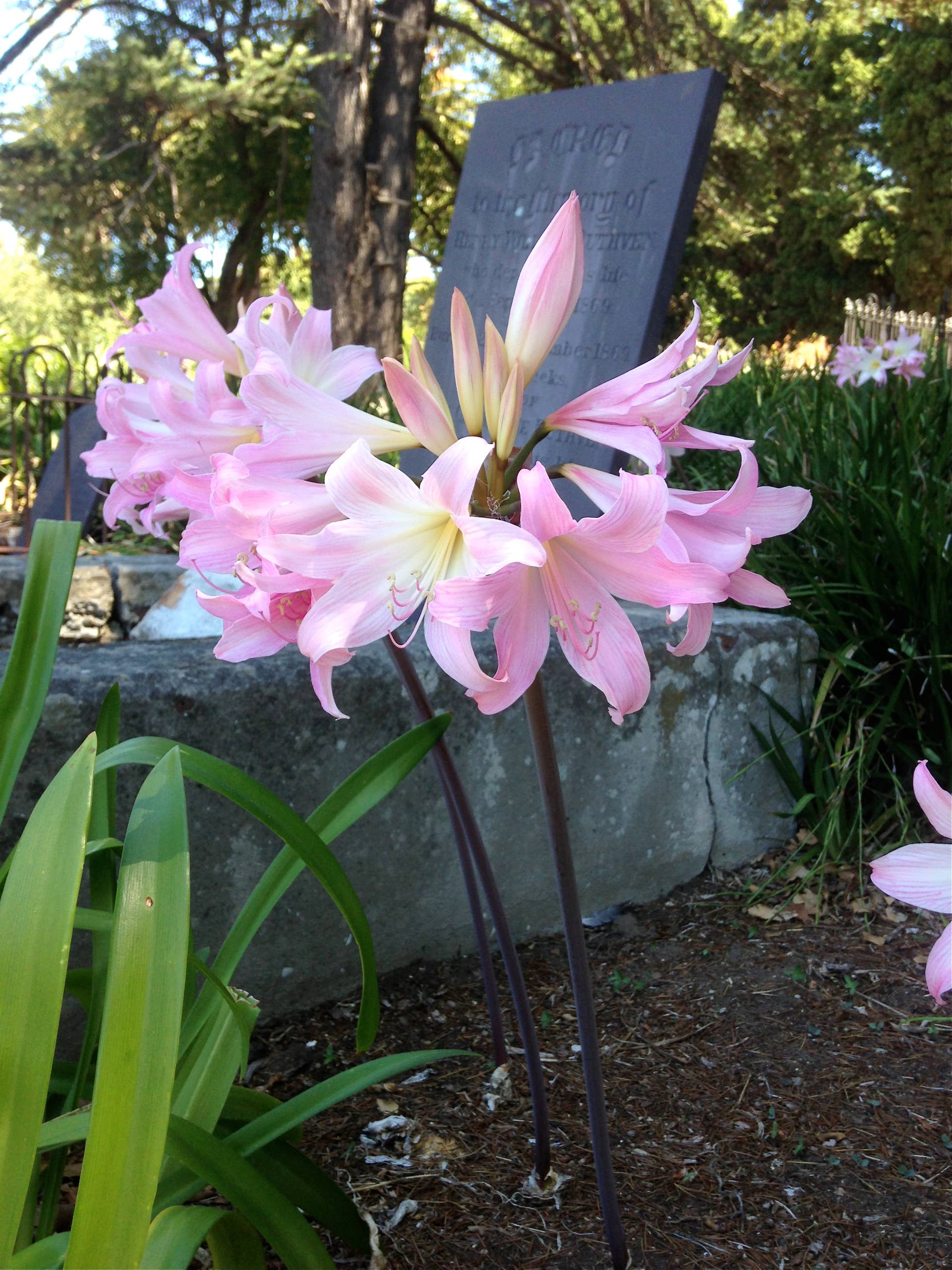 12 Popular Christmas or Holiday Plants: Poisonous or Safe? - Dengarden