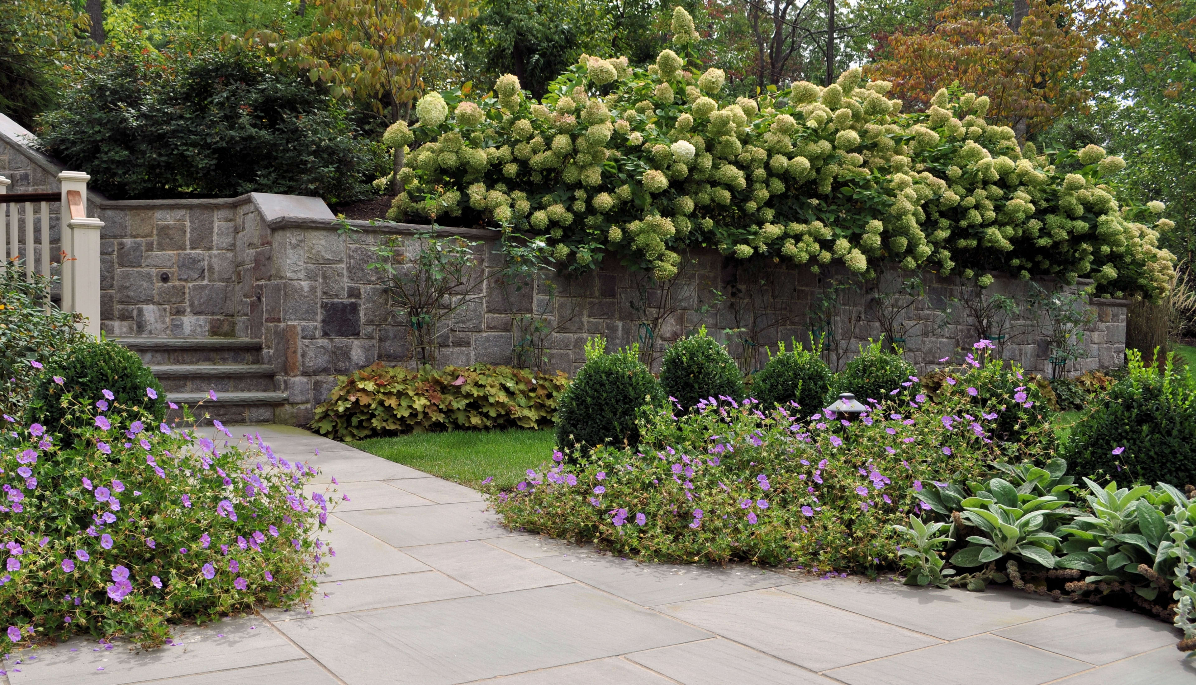 How to Plant and Grow Hydrangeas - Dengarden