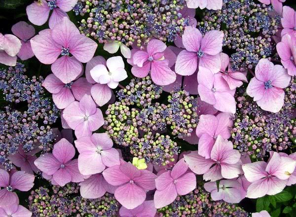 How to Plant and Grow Hydrangeas - Dengarden