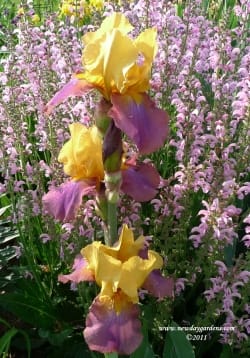 Historic Iris Preservation - Dengarden