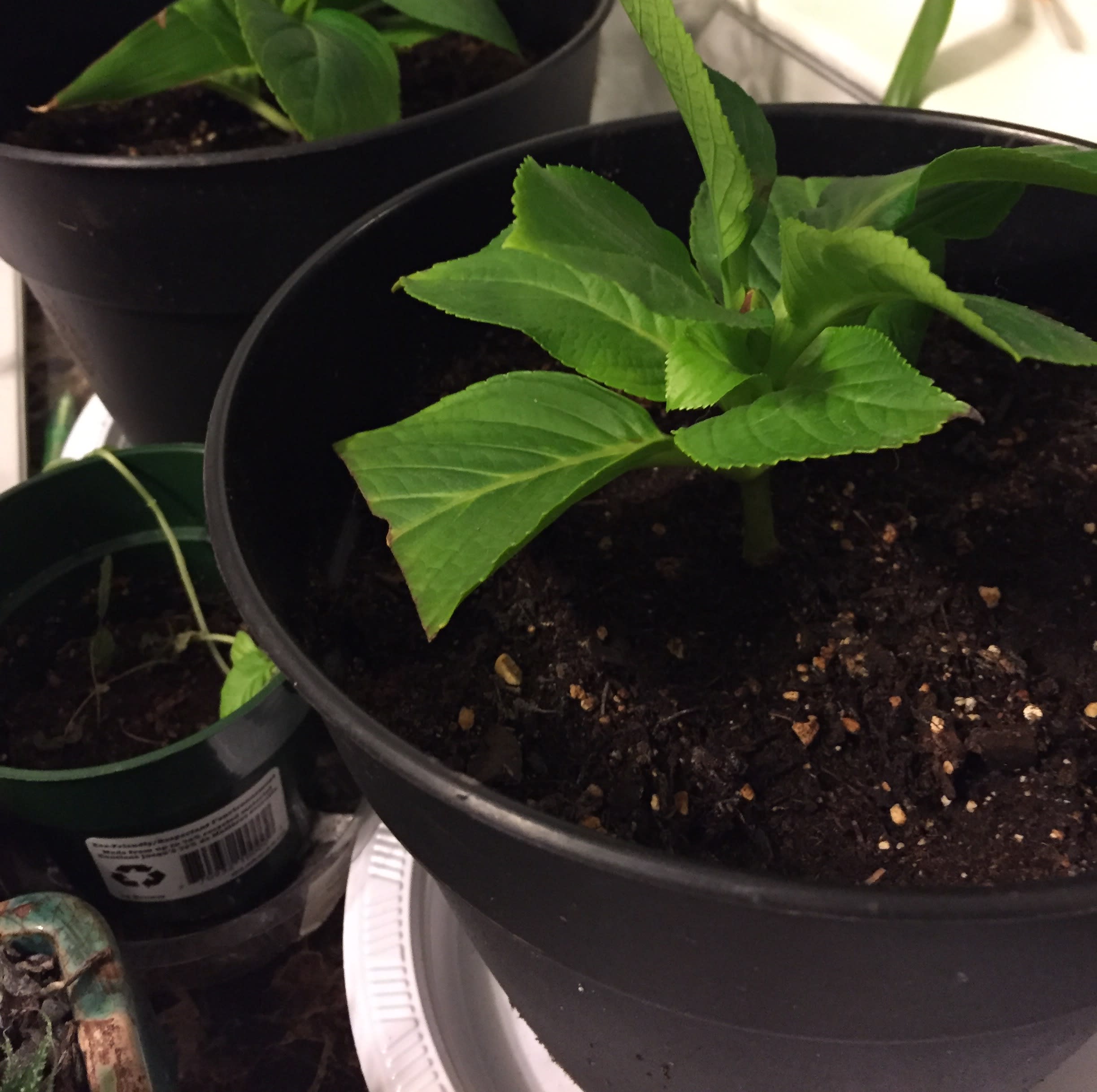 How to Use Rooting Hormone to Propagate Hydrangeas - Dengarden