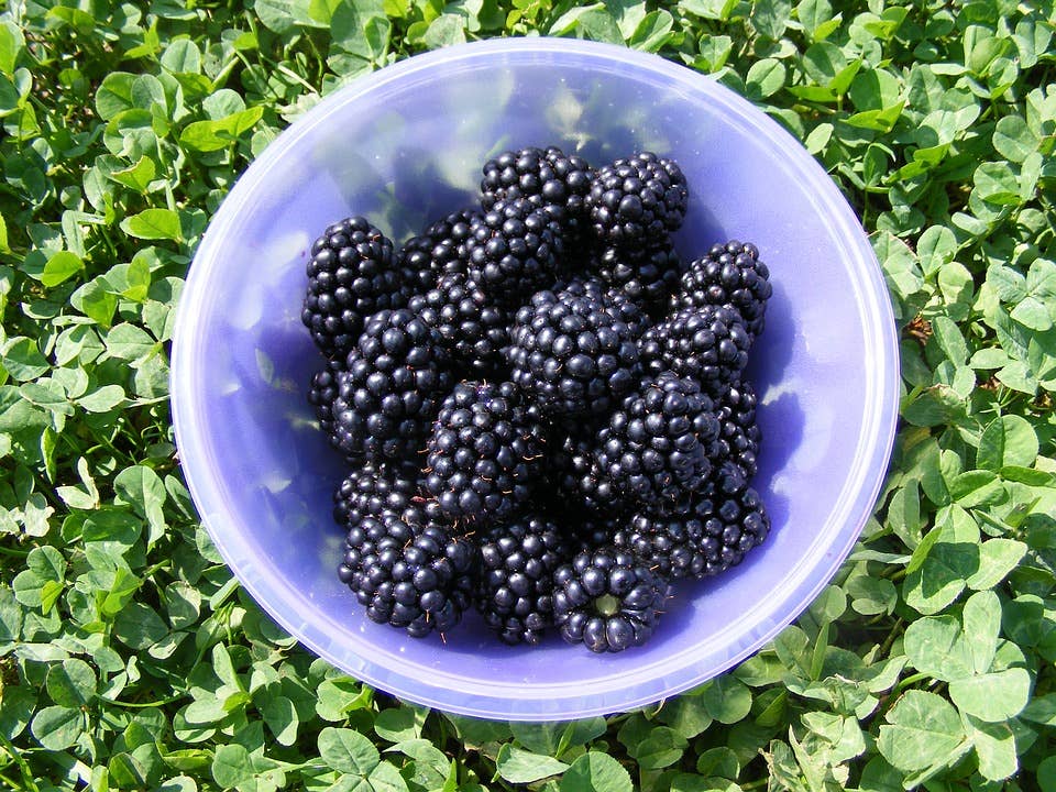 Blackberry Plants: How to Grow and Propagate - Dengarden