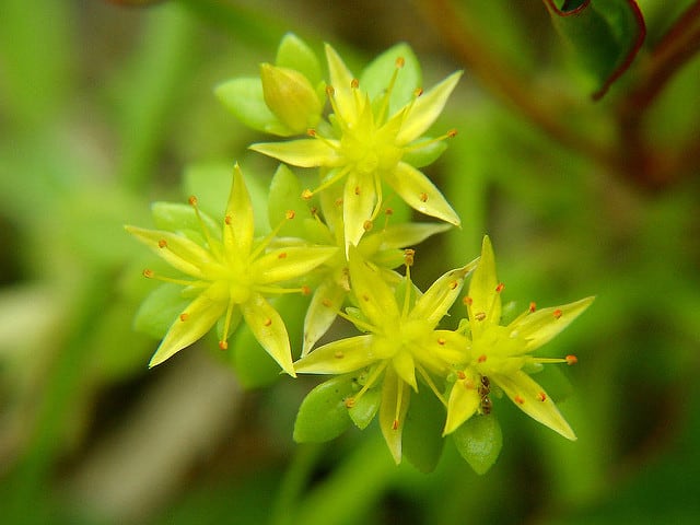 stringy stonecrop propagation