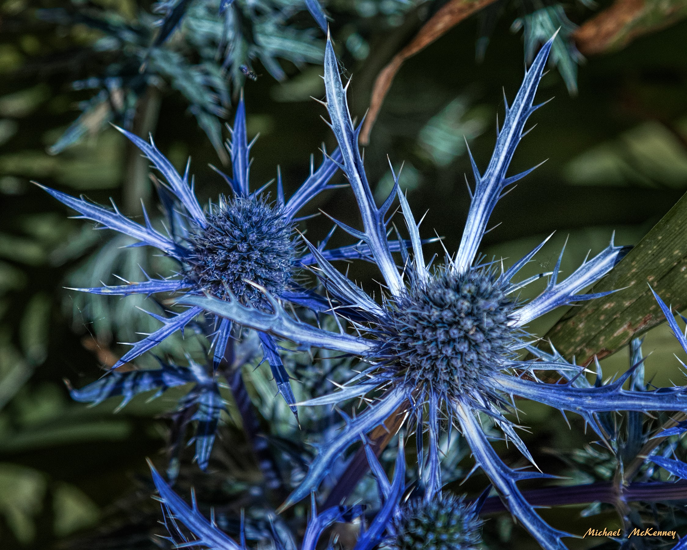 Some Planting Tips And Species Guide For Sea Holly