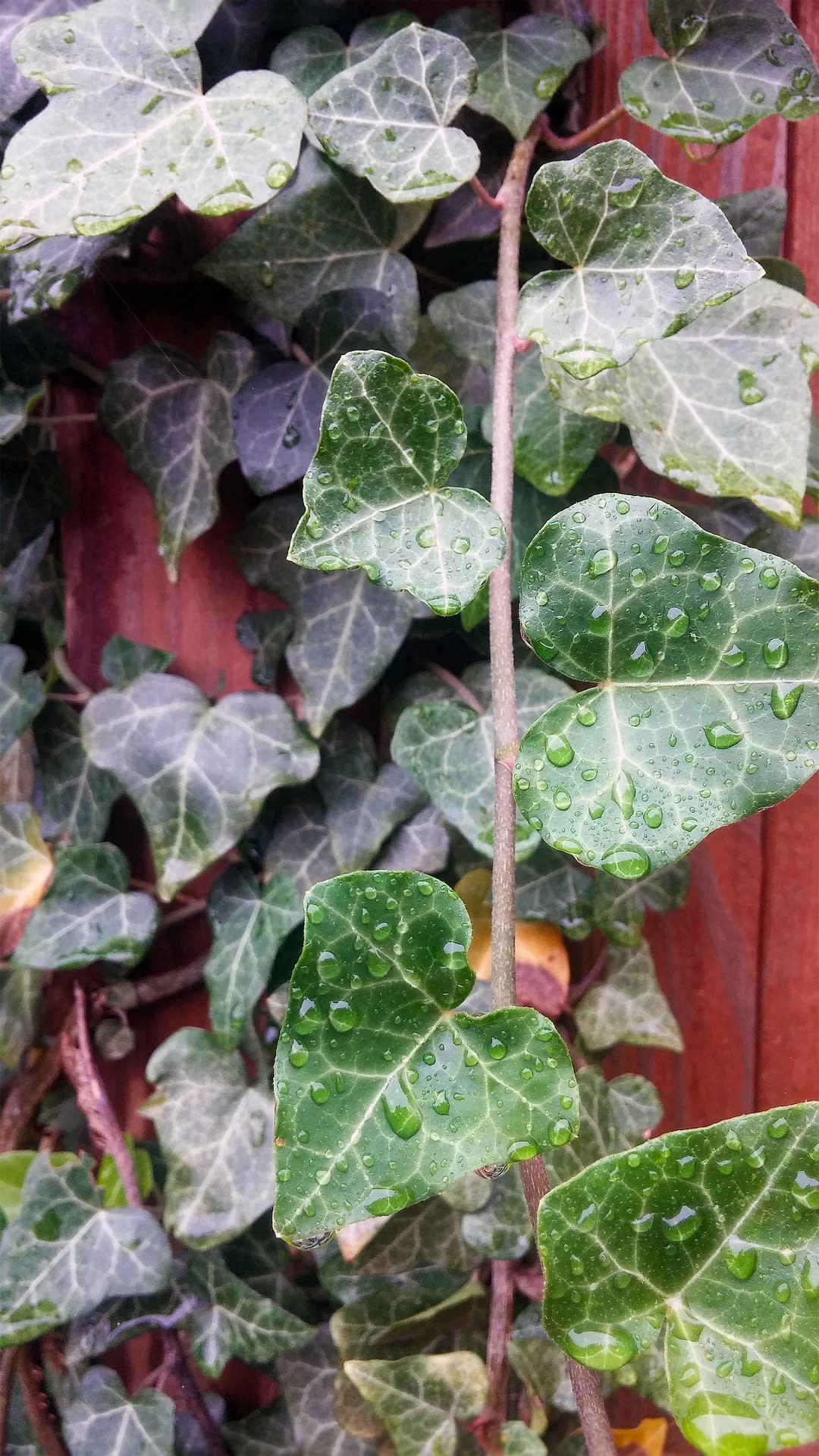 How to Grow English Ivy - Dengarden