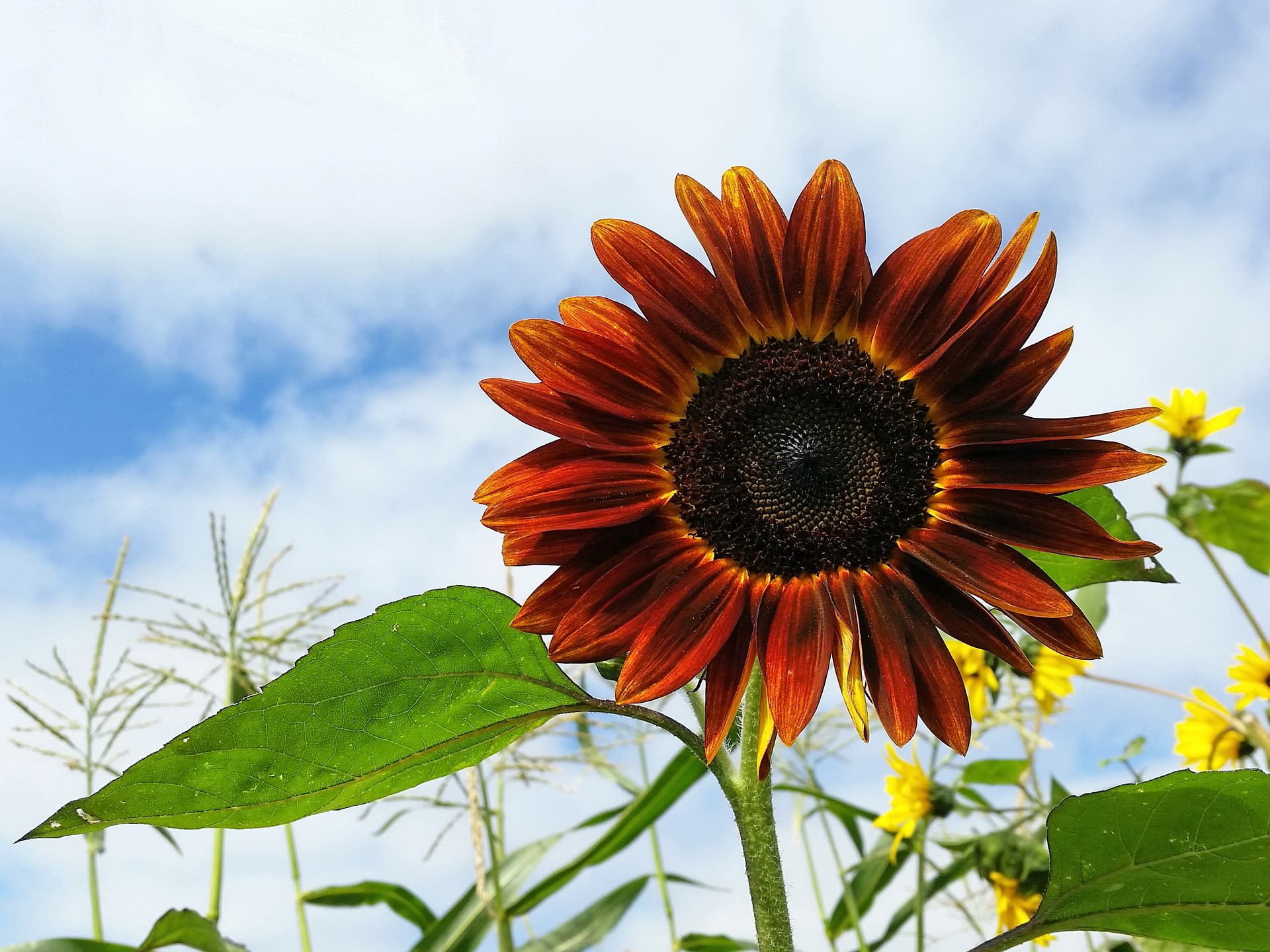How to Care for Sunflowers and Harvest Their Seeds - Dengarden