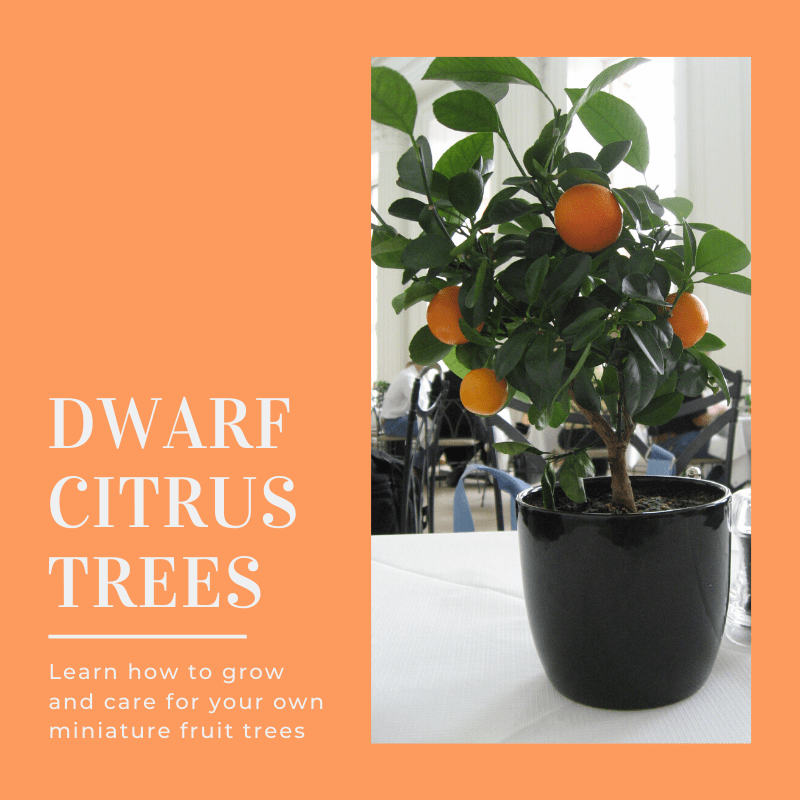 How to Grow a Dwarf Citrus Tree - Dengarden