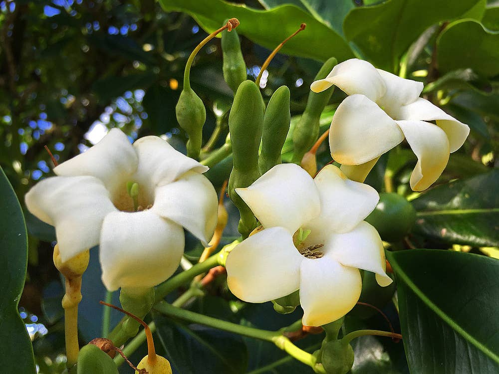 14 Easy-to-Grow Fragrant Tropical Flowers - Dengarden