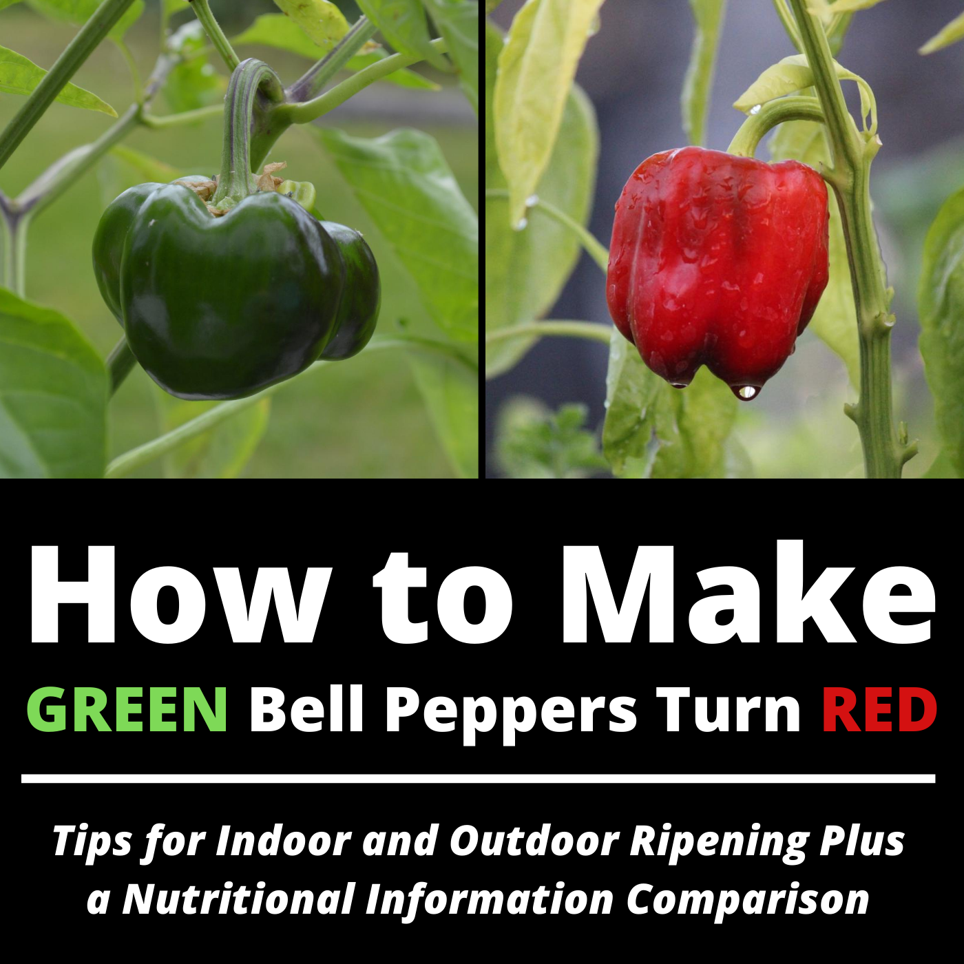 How to Turn a Green Pepper Red, on or off the Vine - Dengarden