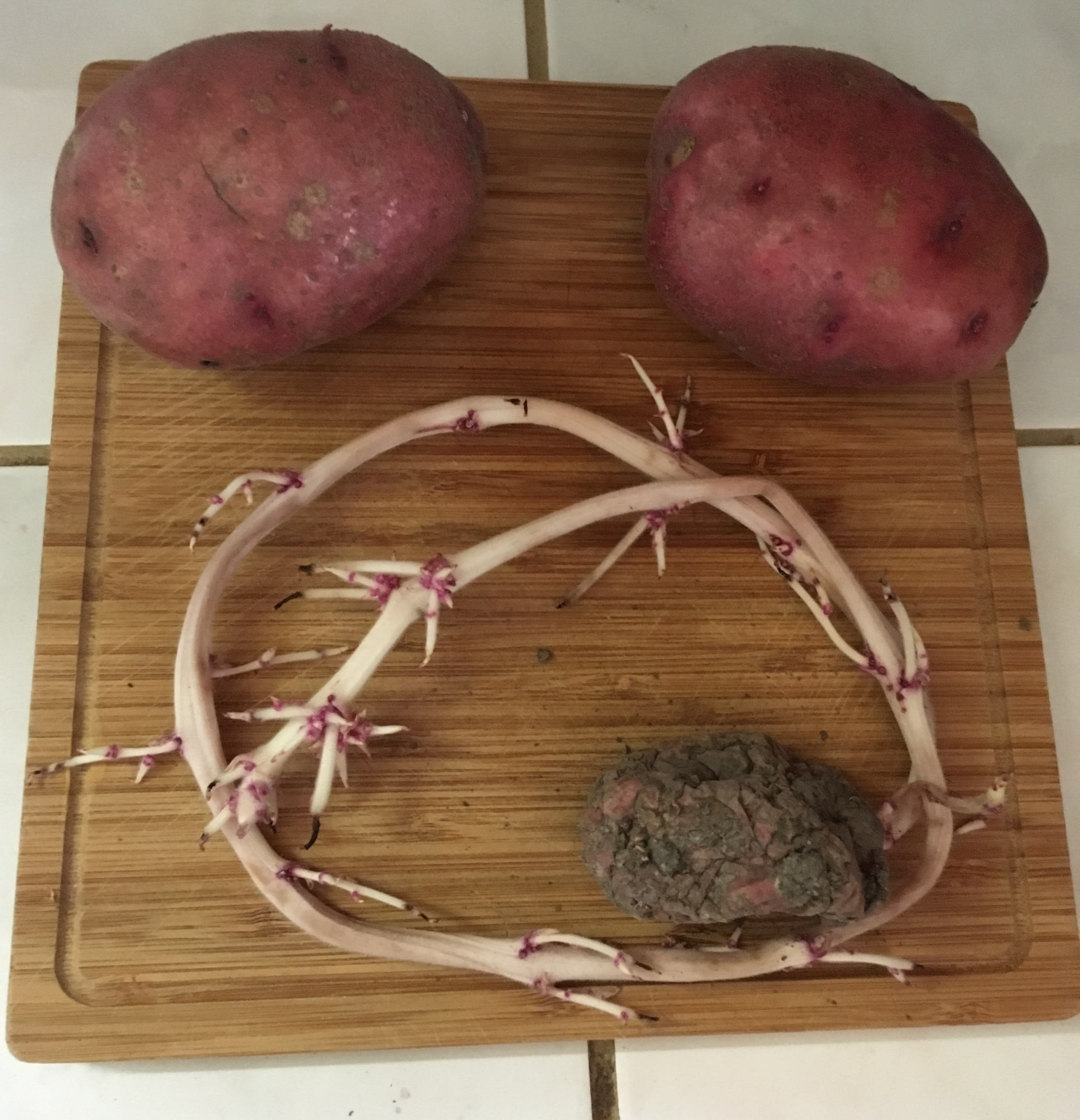 How to Regrow Herbs, Vegetables, and Fruits From Scraps - Dengarden