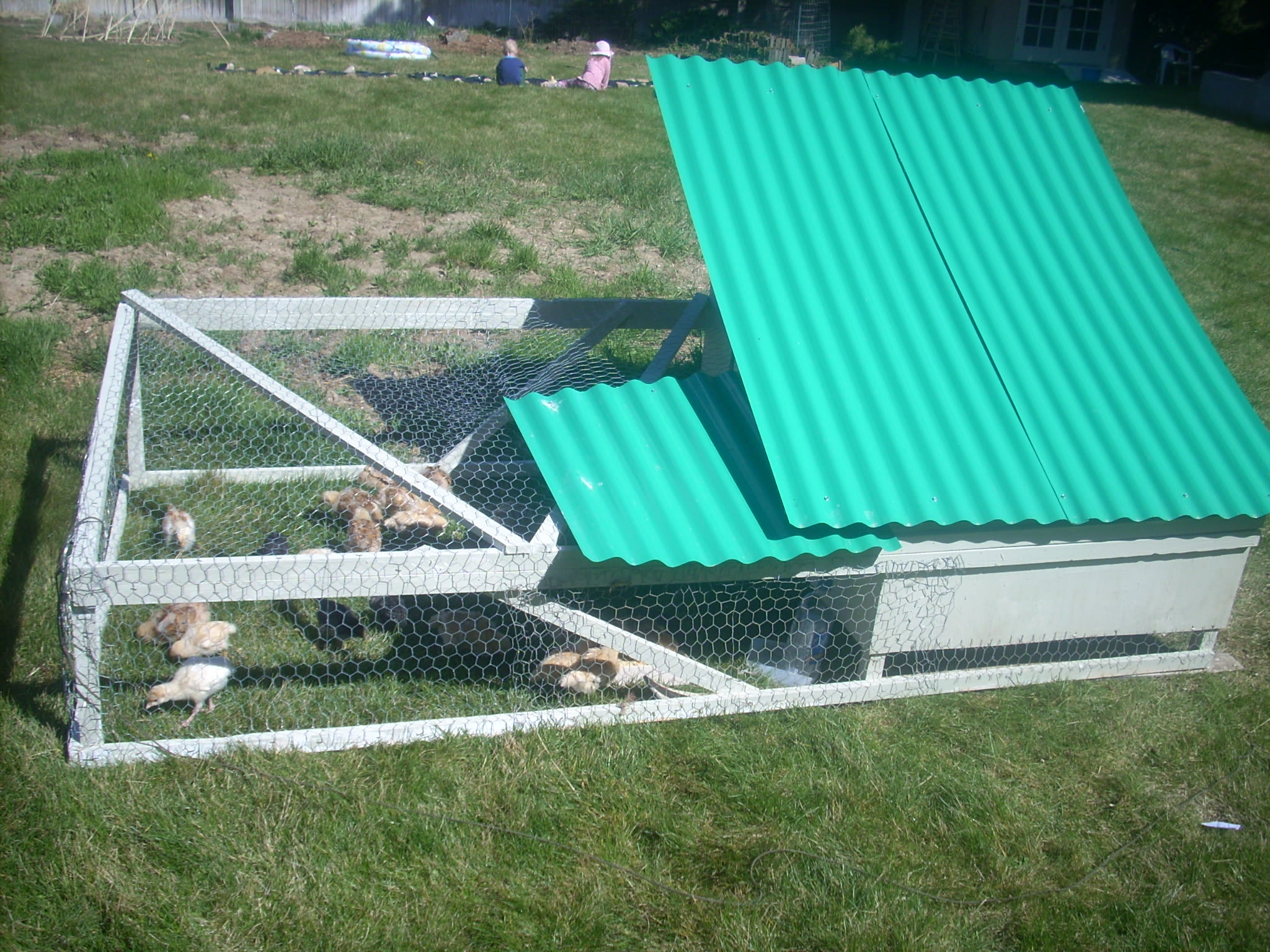 Growing Your Own Chicken Feed - Dengarden