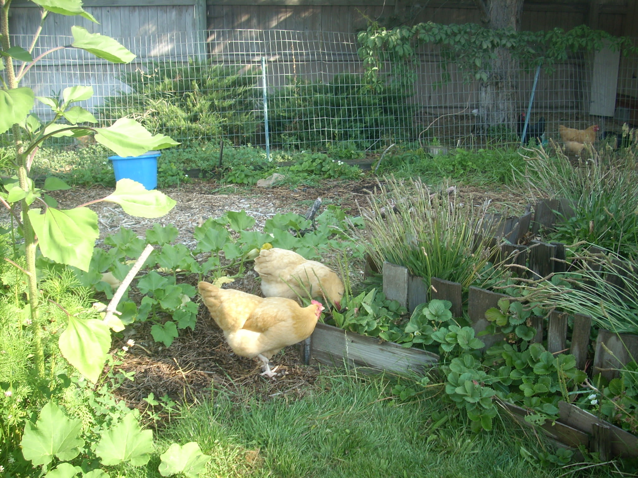 Growing Your Own Chicken Feed - Dengarden