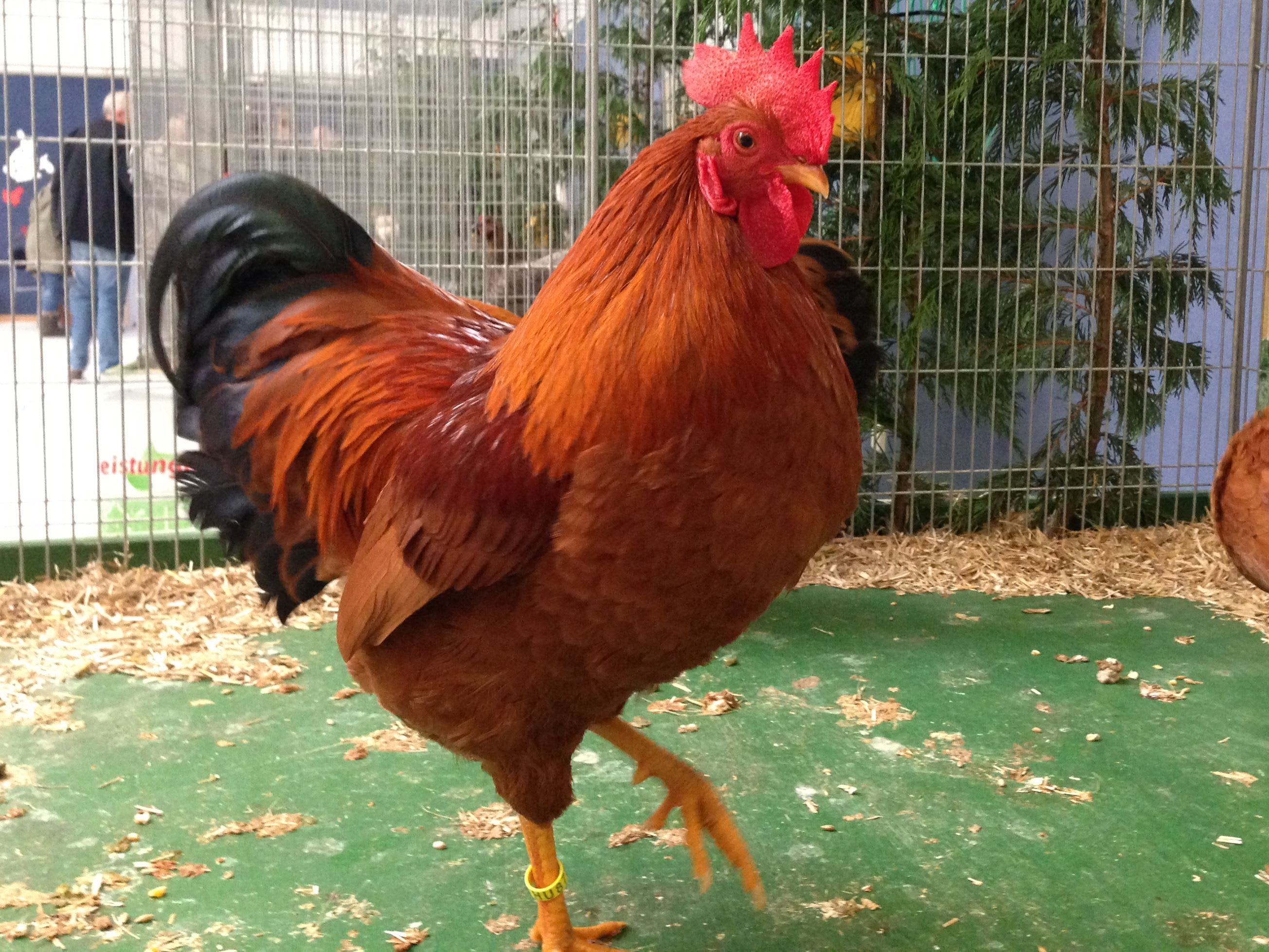 Guide to Backyard Chicken Breeds - Dengarden
