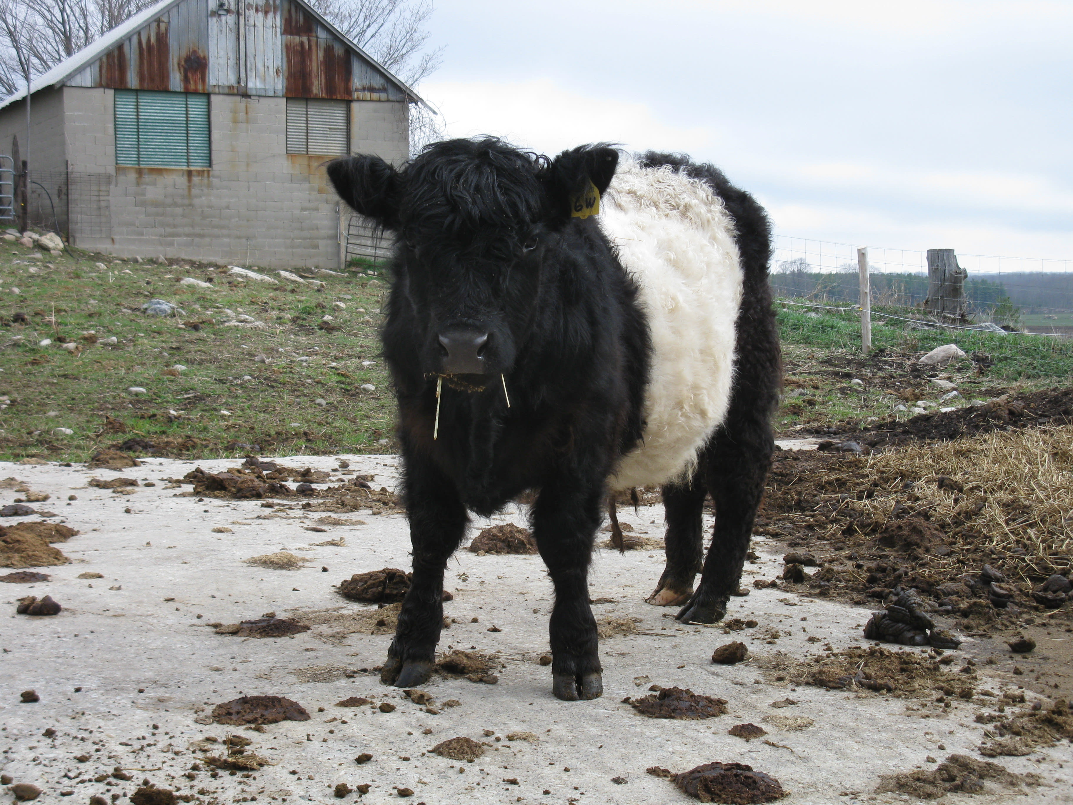 Belted Galloway Heritage Breed Cattle: 10 Reasons to Raise Them for ...
