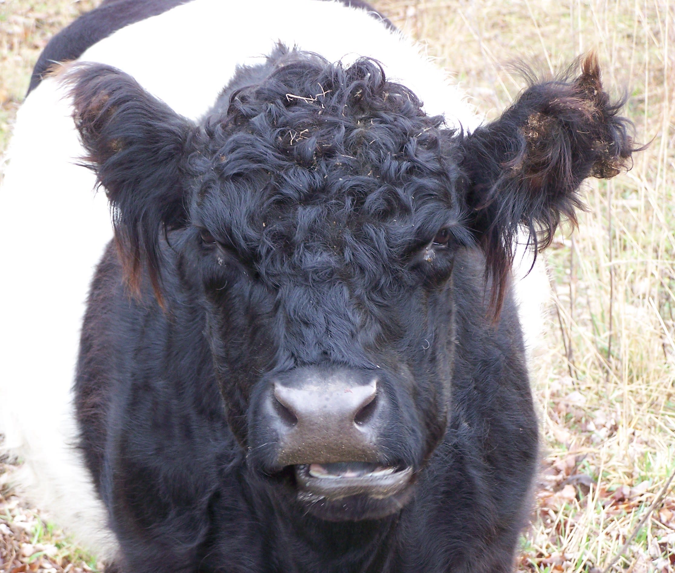 Belted Galloway Heritage Breed Cattle: 10 Reasons to Raise Them for ...