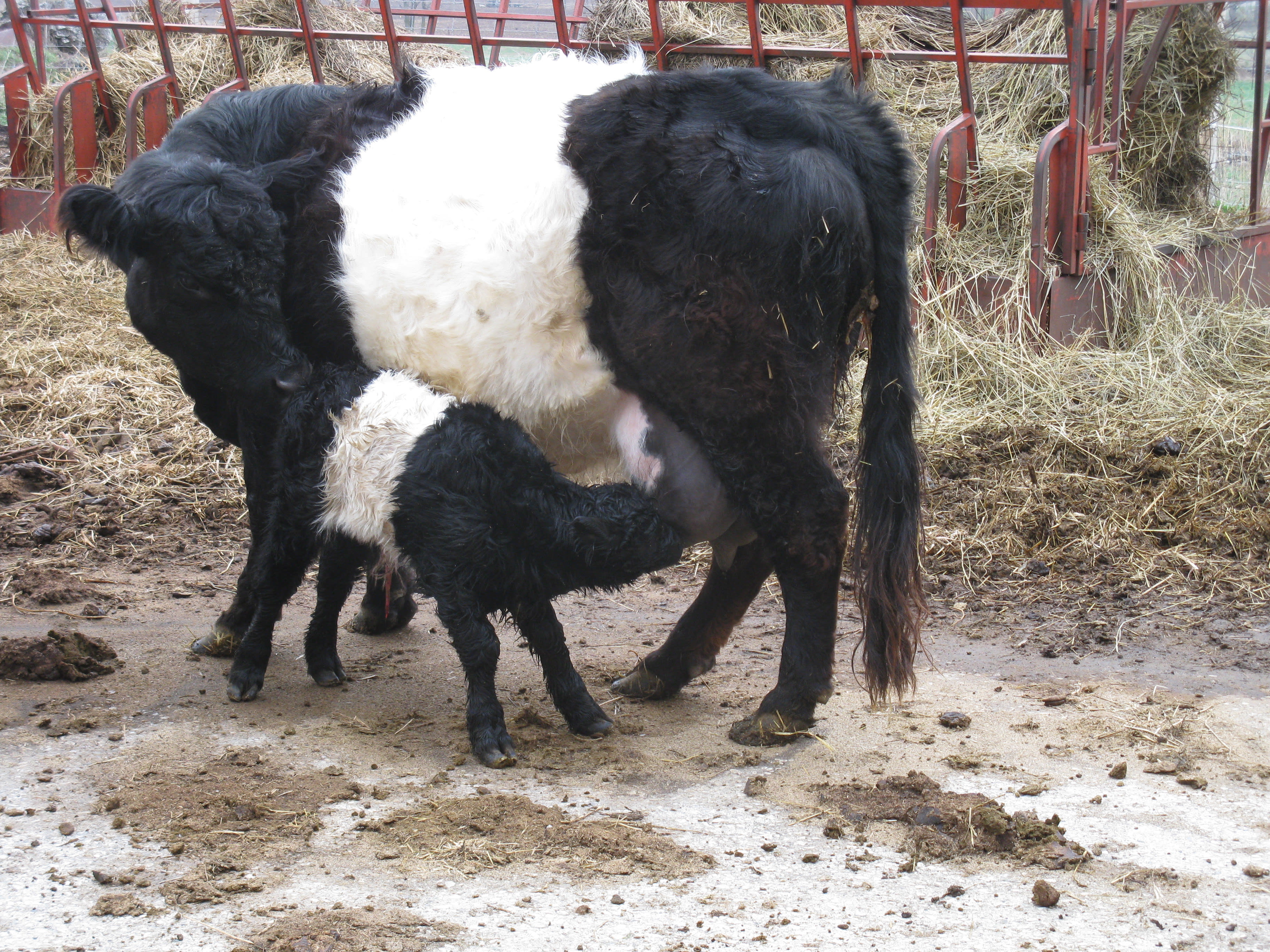Belted Galloway Heritage Breed Cattle: 10 Reasons to Raise Them for ...