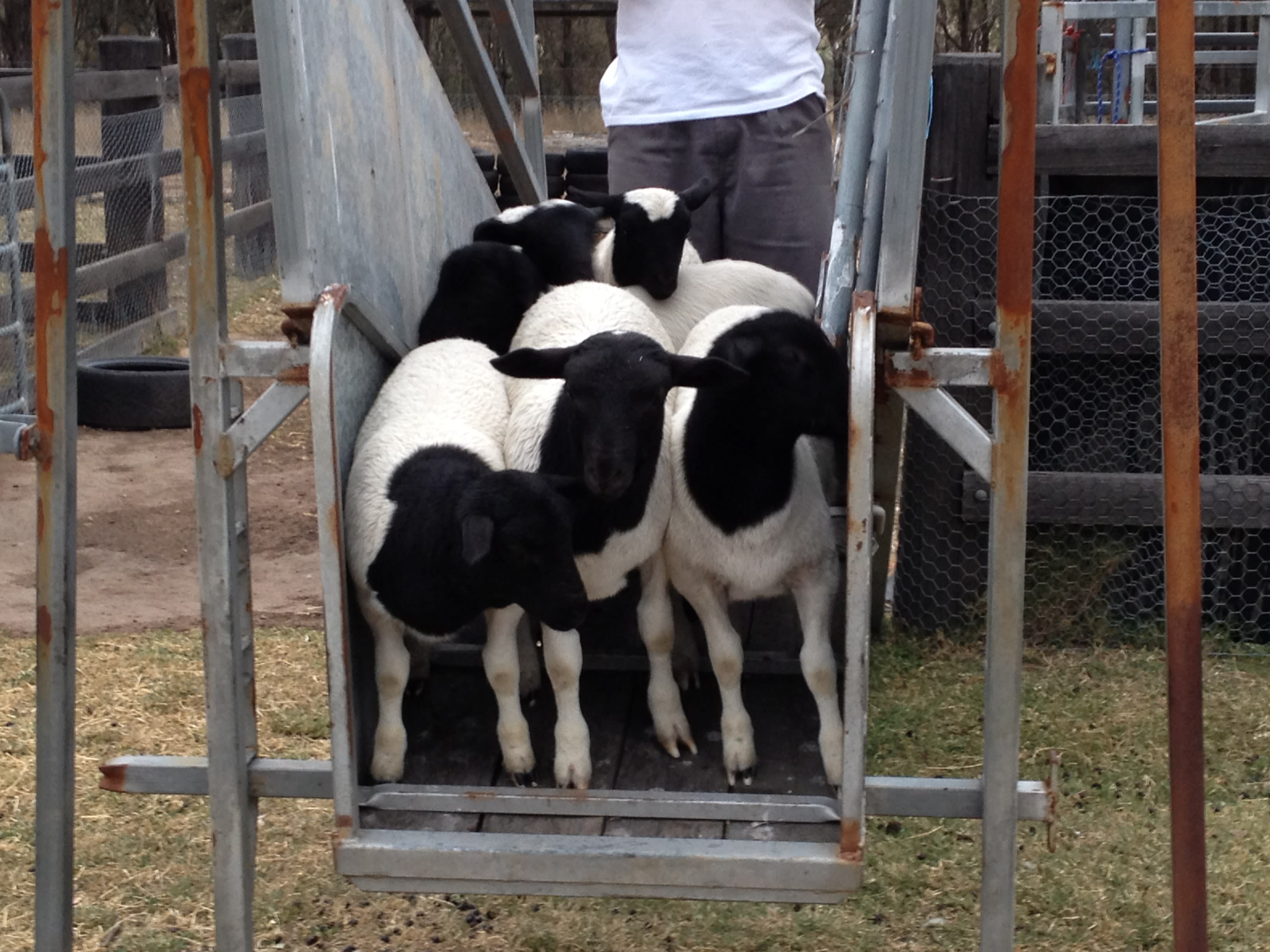 The Black Headed Dorper Sheep - Dengarden