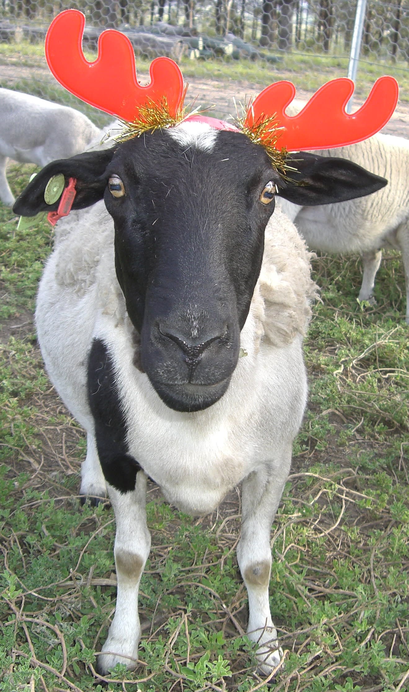 The Black Headed Dorper Sheep - Dengarden
