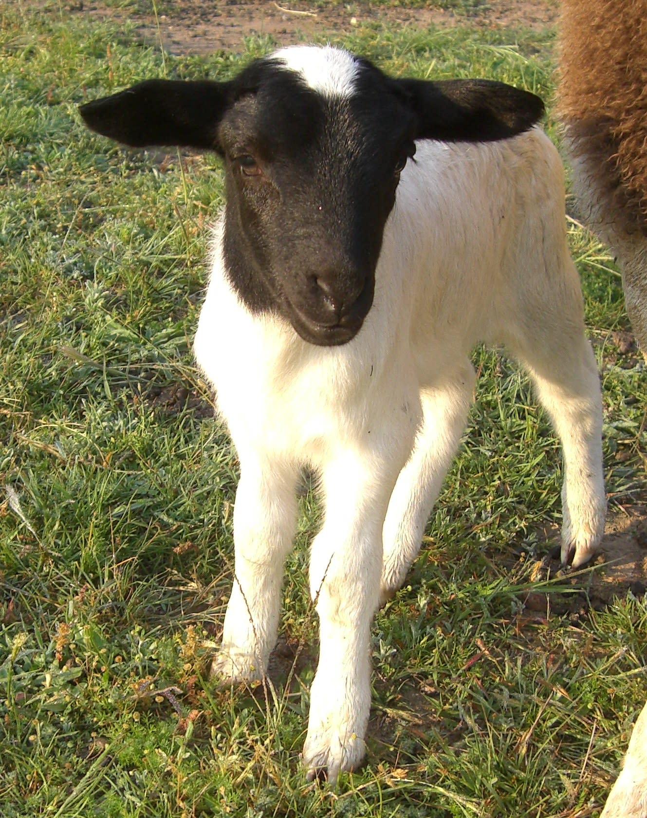 The Black Headed Dorper Sheep - Dengarden