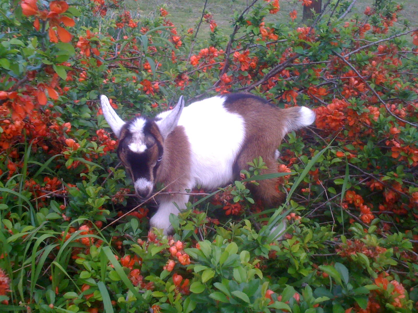 The Amazing Mini-Alpine Goats - Dengarden