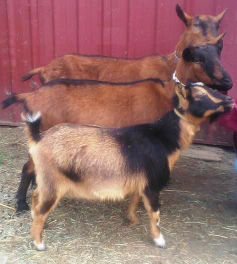 The Amazing Mini-Alpine Goats - Dengarden