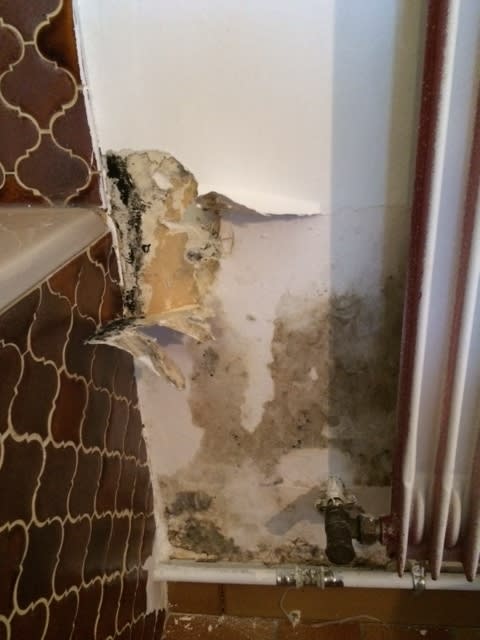 That Invisible Thing Biting You Could Be Black Mold - Dengarden