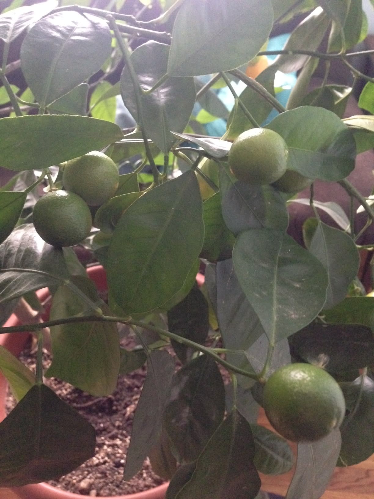 How to Grow a Dwarf Citrus Tree - Dengarden
