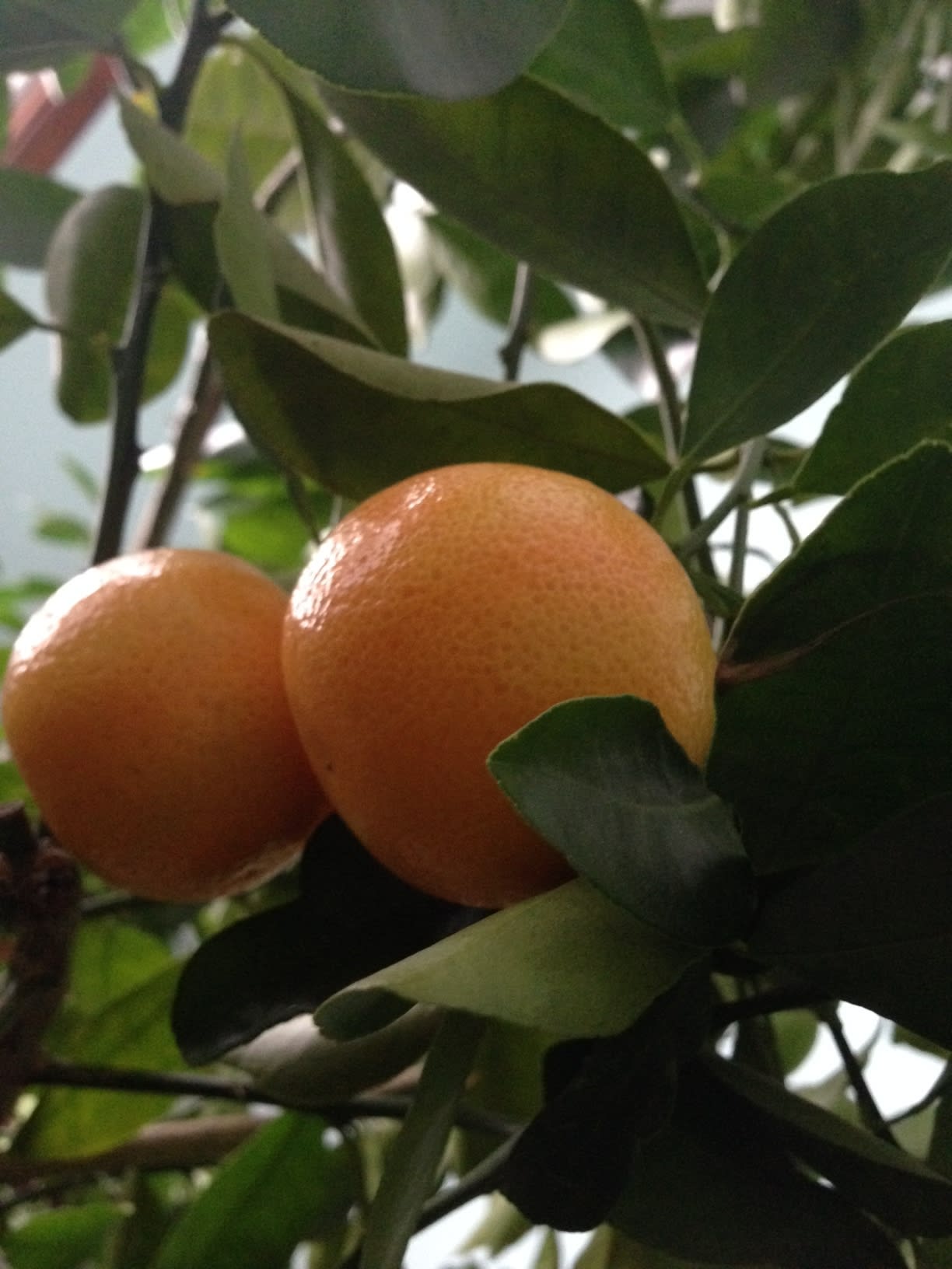 How to Grow a Dwarf Citrus Tree - Dengarden