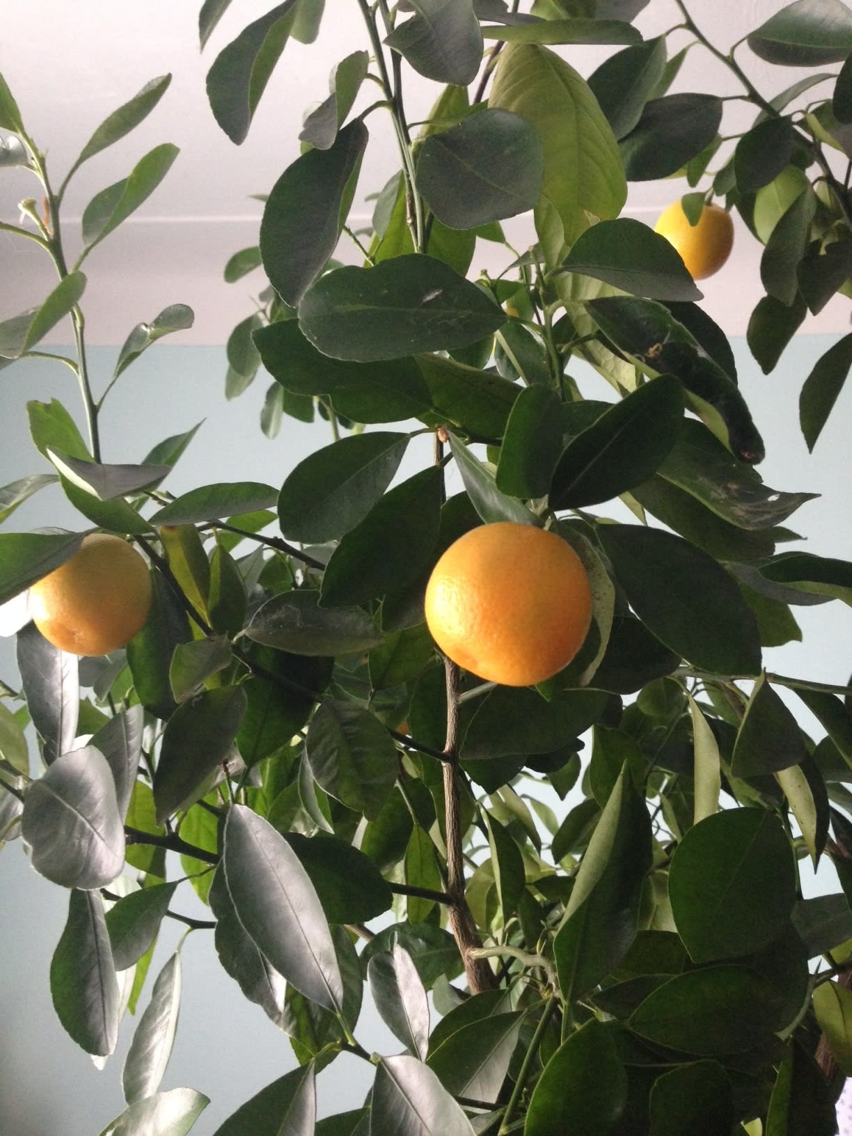 How to Grow a Dwarf Citrus Tree - Dengarden