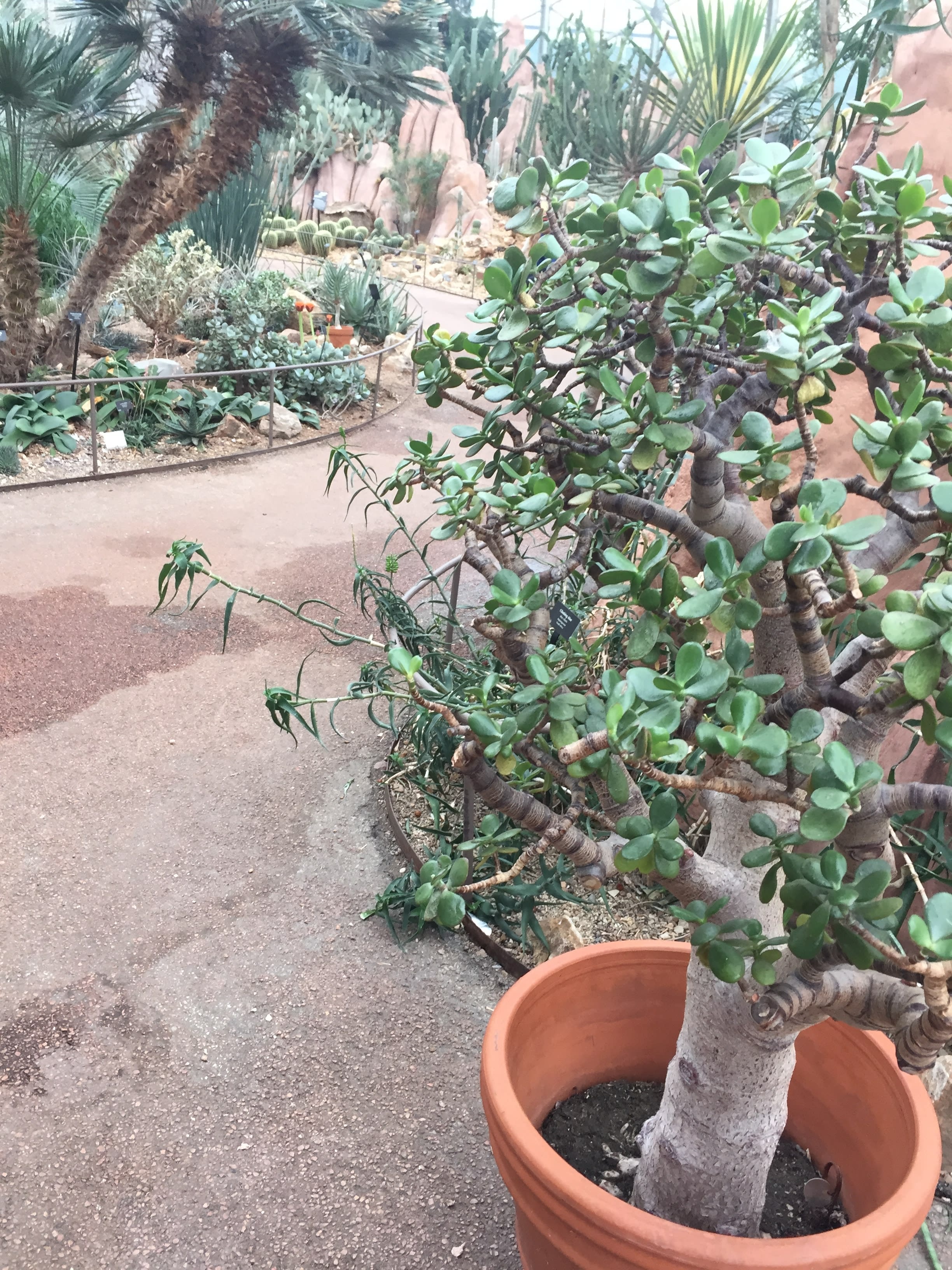 Jade Plants: Types, Care, and Propagation - Dengarden