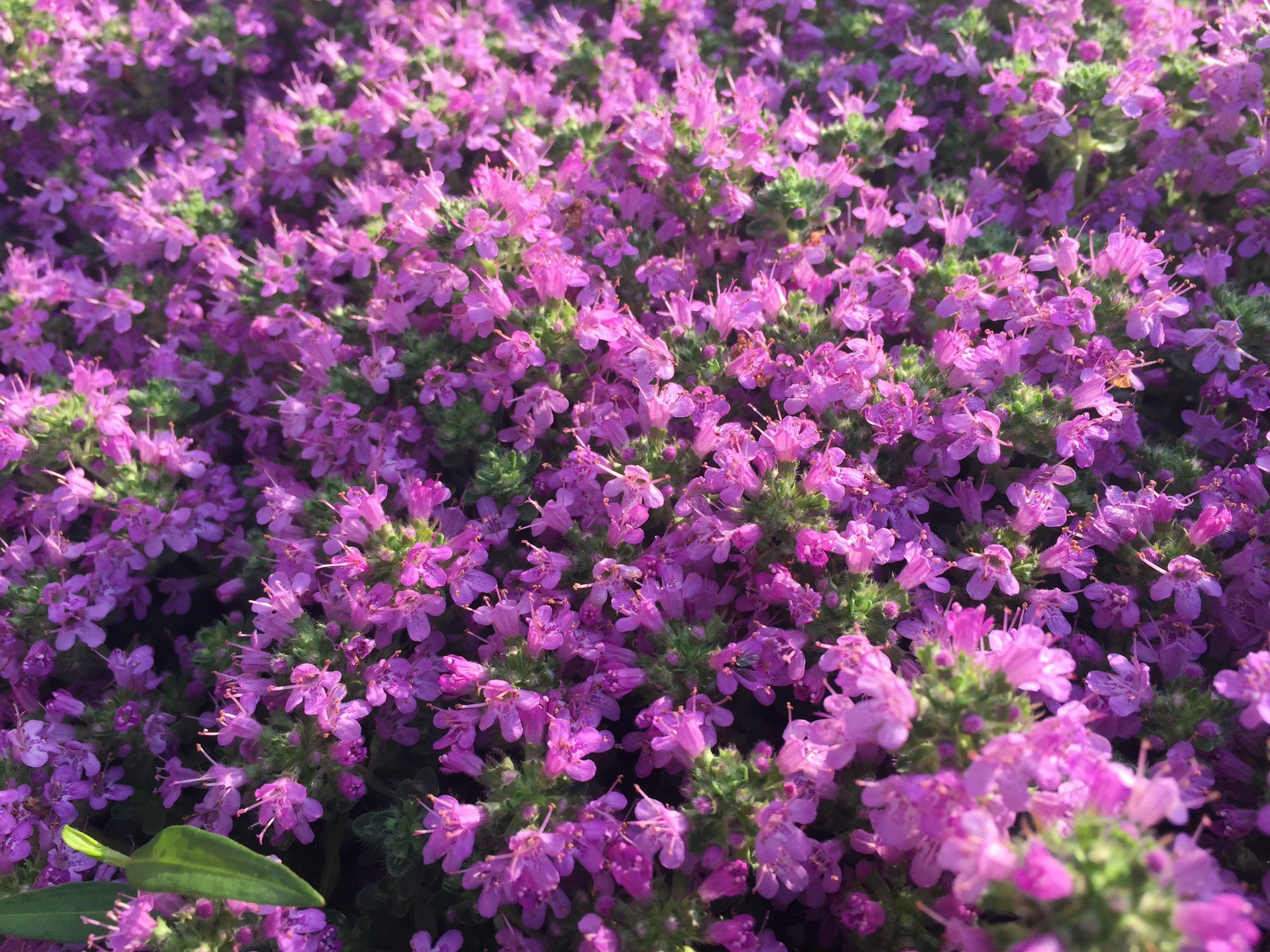 how does creeping thyme spread