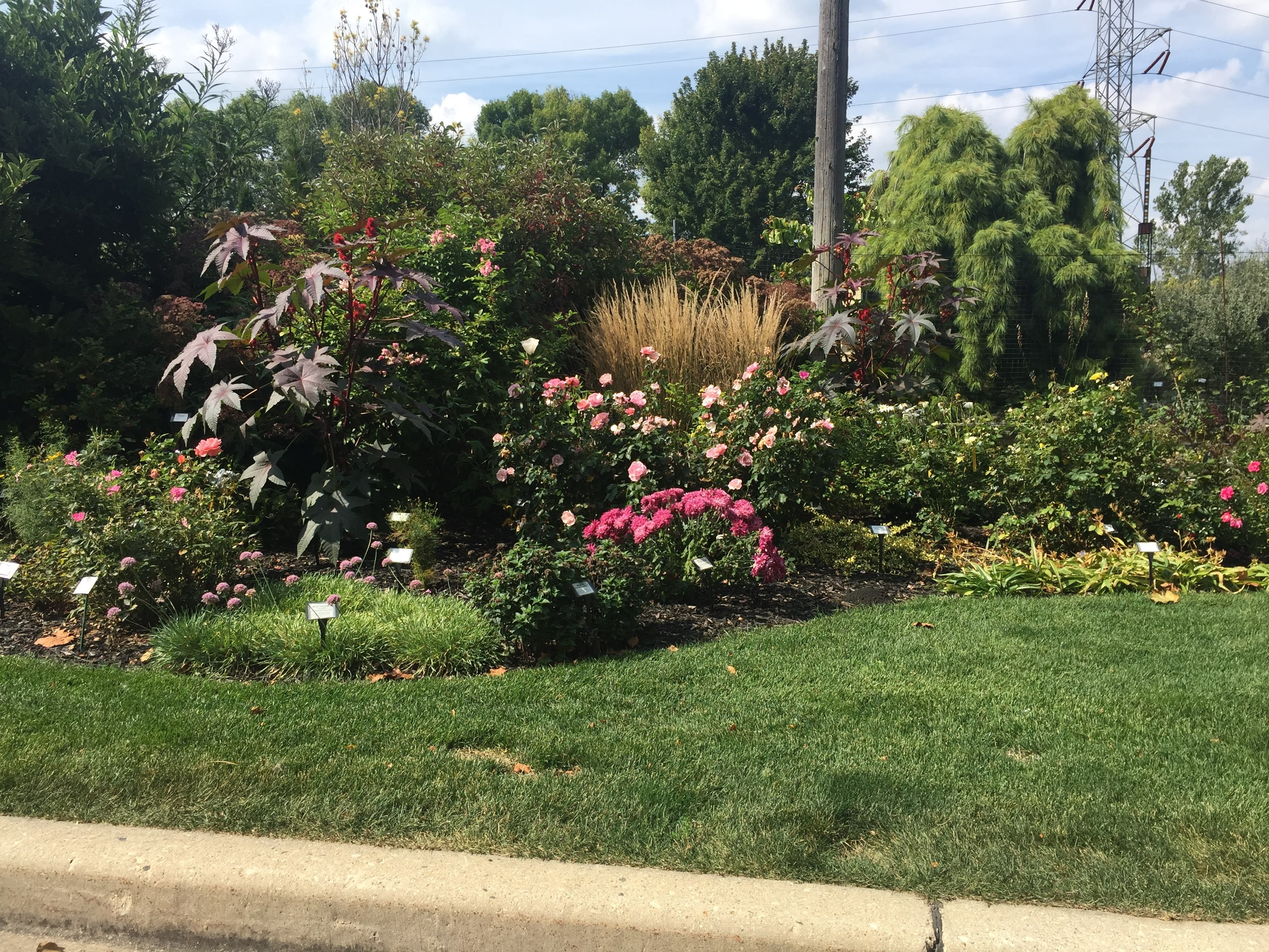 Growing and Caring for Knock Out Roses - Dengarden