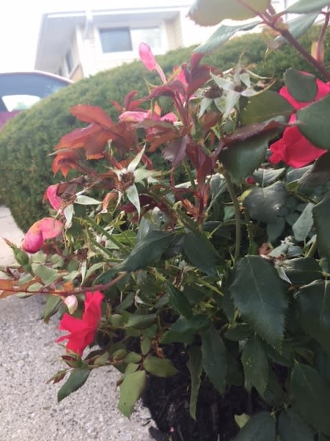 Growing and Caring for Knock Out Roses - Dengarden