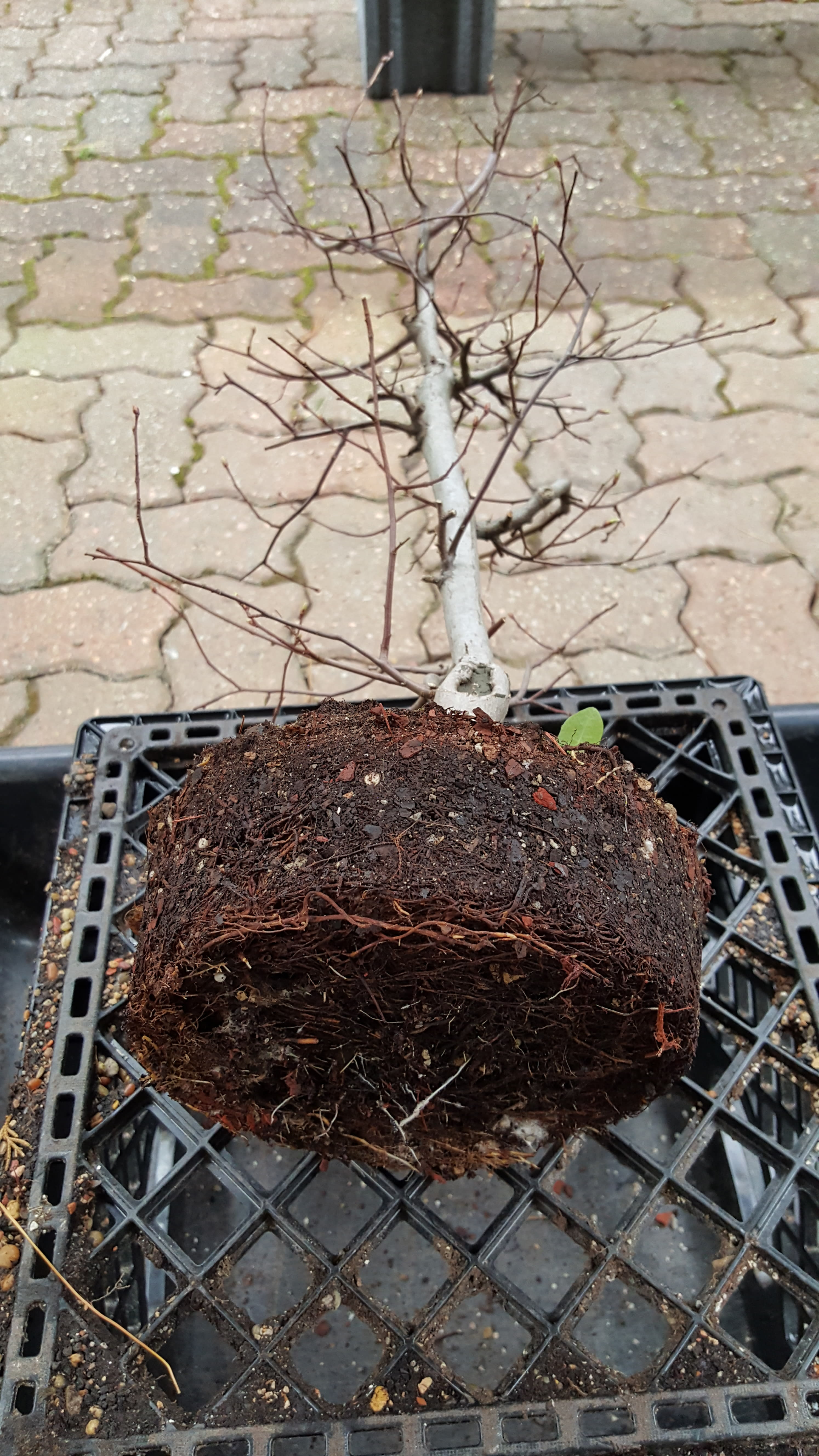 How to Repot a Bonsai Tree (And Why Repotting Is Important) - Dengarden