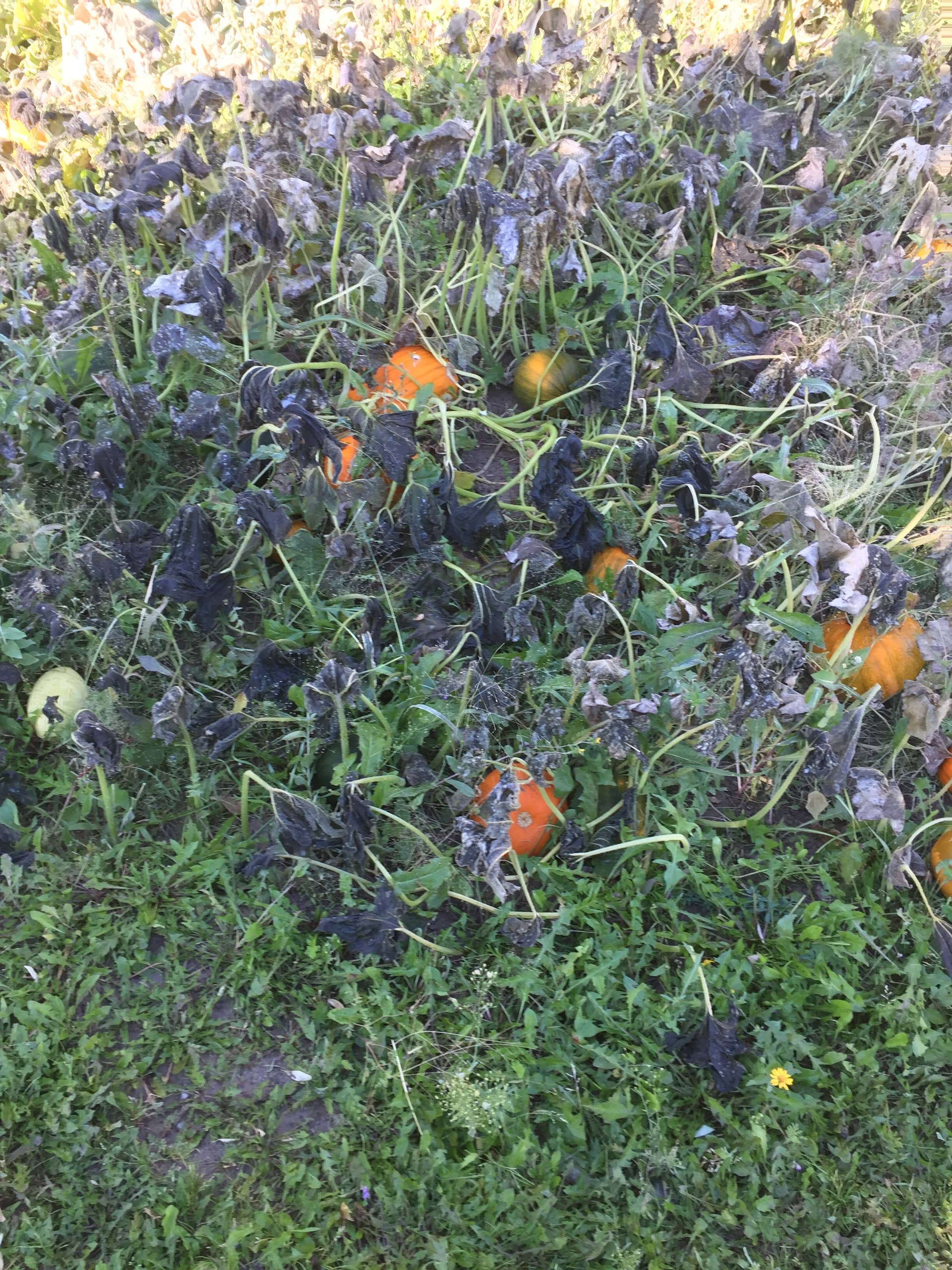 How to Deal With Frost on Your Pumpkin Patch - Dengarden