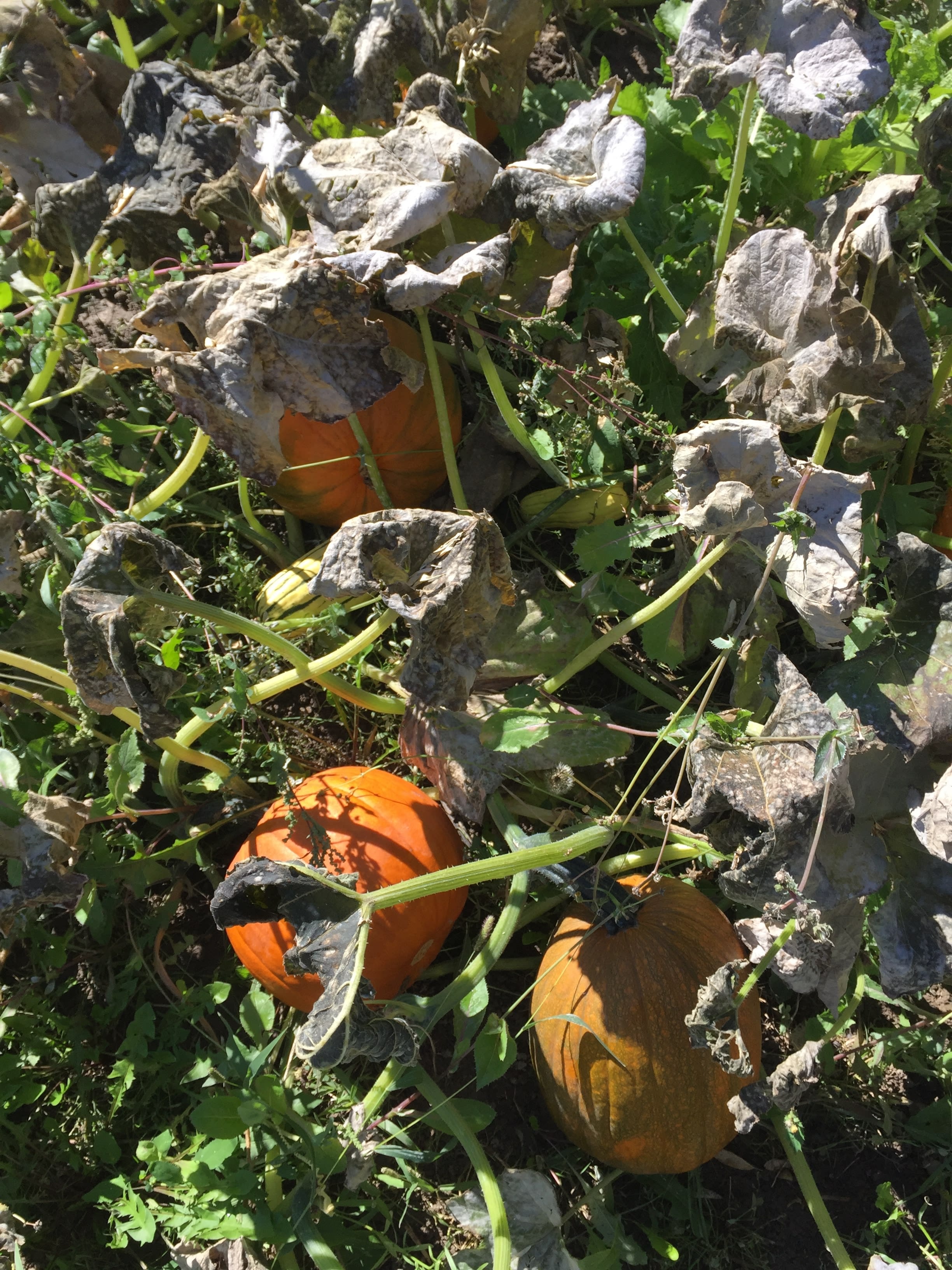 How to Deal With Frost on Your Pumpkin Patch - Dengarden