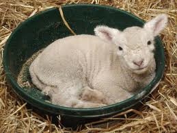 Miniature Farm Animals: A Guide to Miniature or Small Livestock - Dengarden