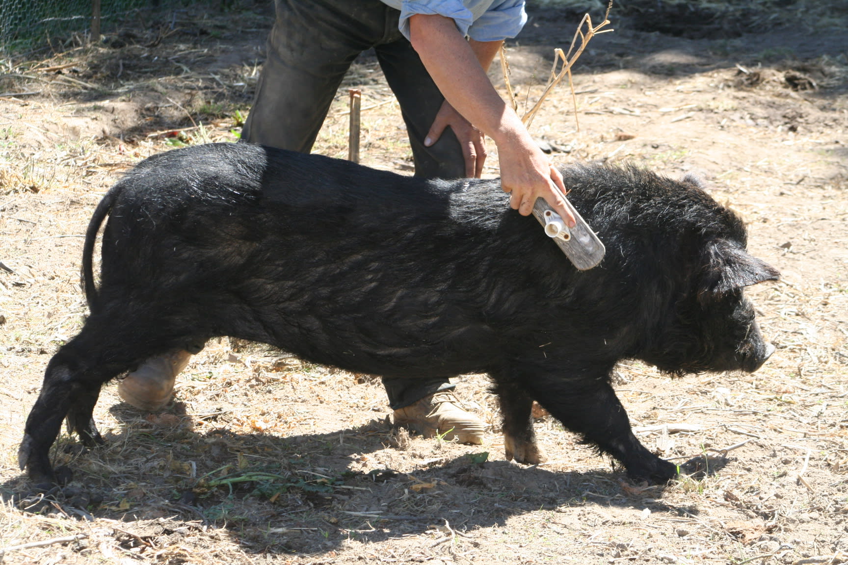 Living With Miniature Pigs on Our Small Farm - Dengarden