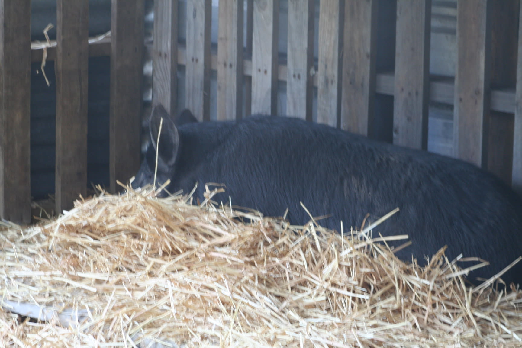 Living With Miniature Pigs on Our Small Farm - Dengarden