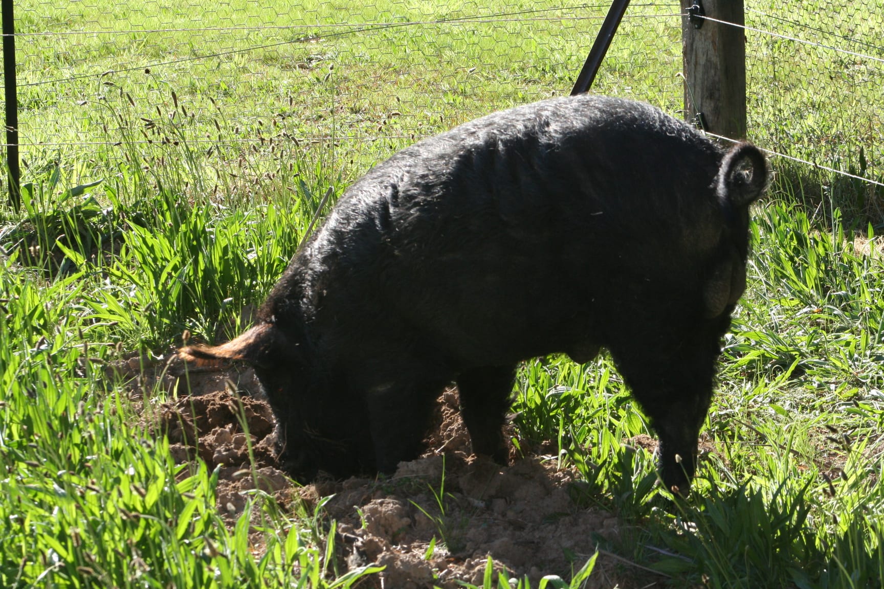 Living With Miniature Pigs on Our Small Farm - Dengarden