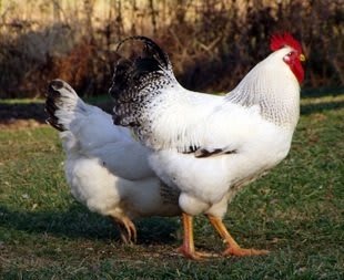 The Best 10 Dual-Purpose Chicken Breeds for Eggs and Meat - Dengarden