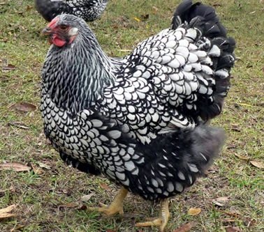 The Best 10 Dual-Purpose Chicken Breeds for Eggs and Meat - Dengarden