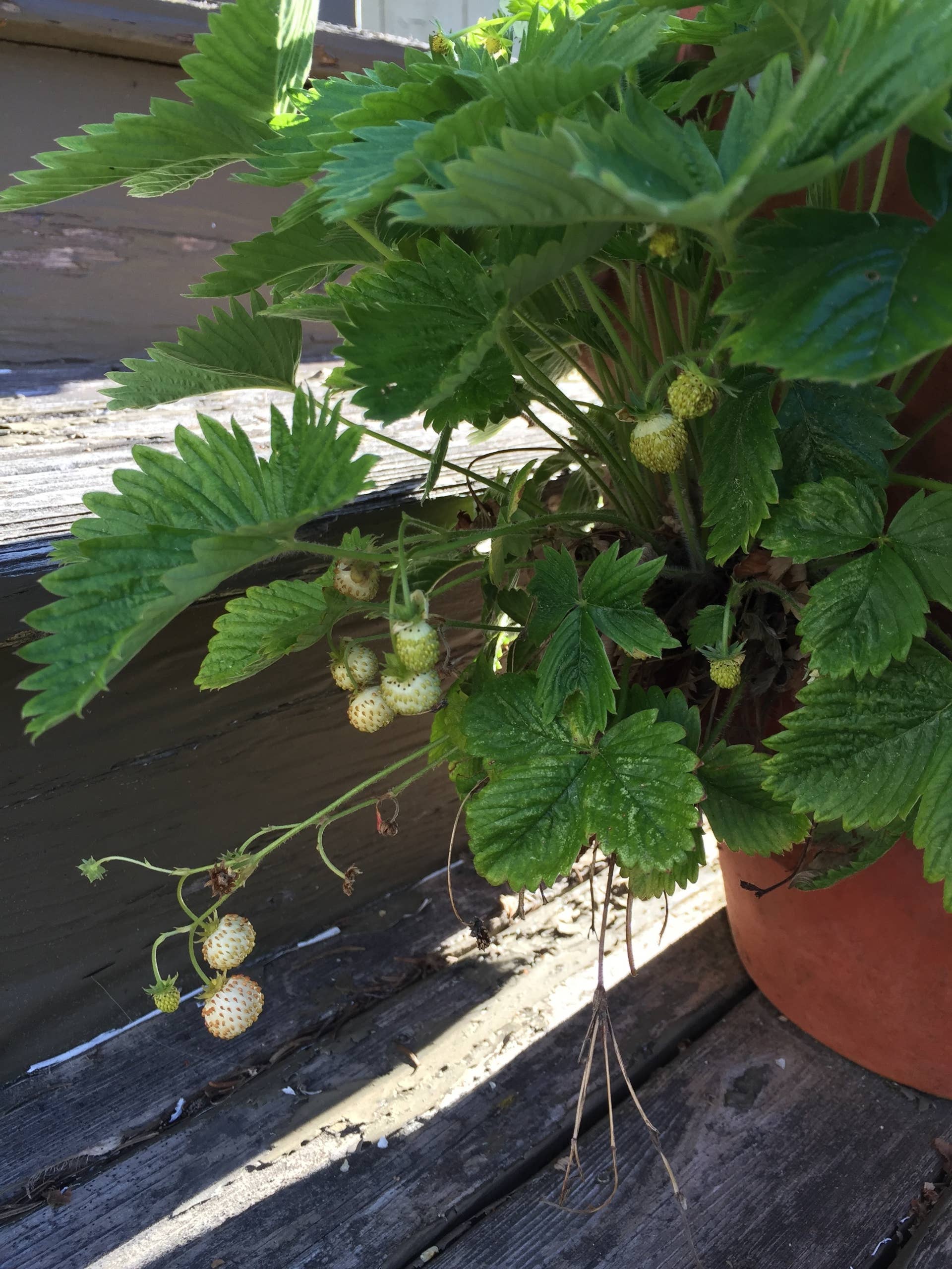 Tips for Growing White Strawberries - Dengarden