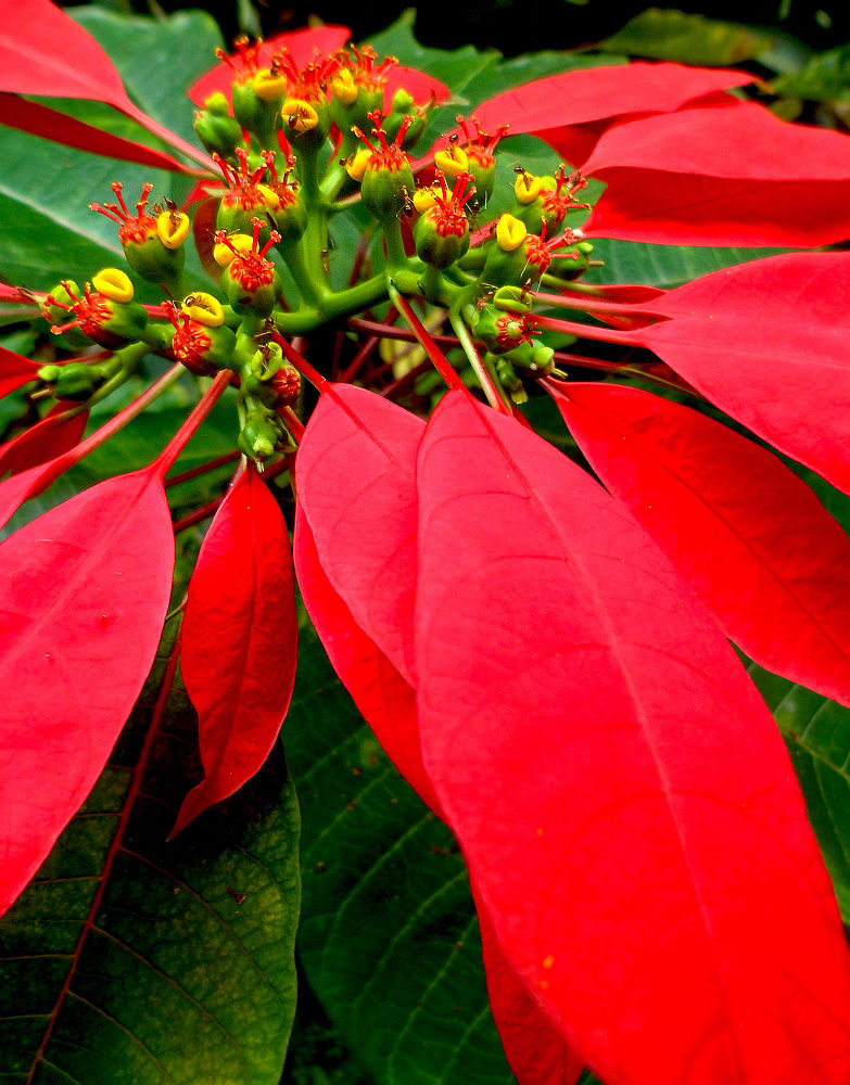 Red and green plant store