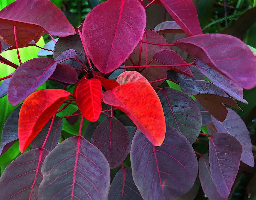 The Best Red Tropical Plants for Your Garden - Dengarden